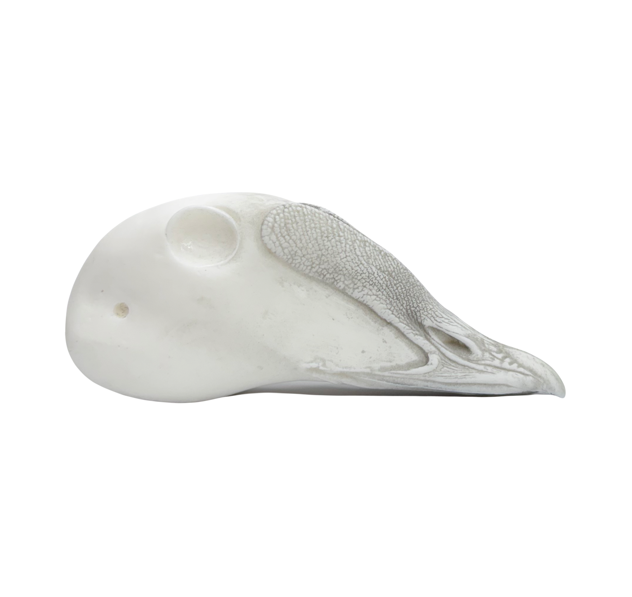 Atlantic Eider Head - 175