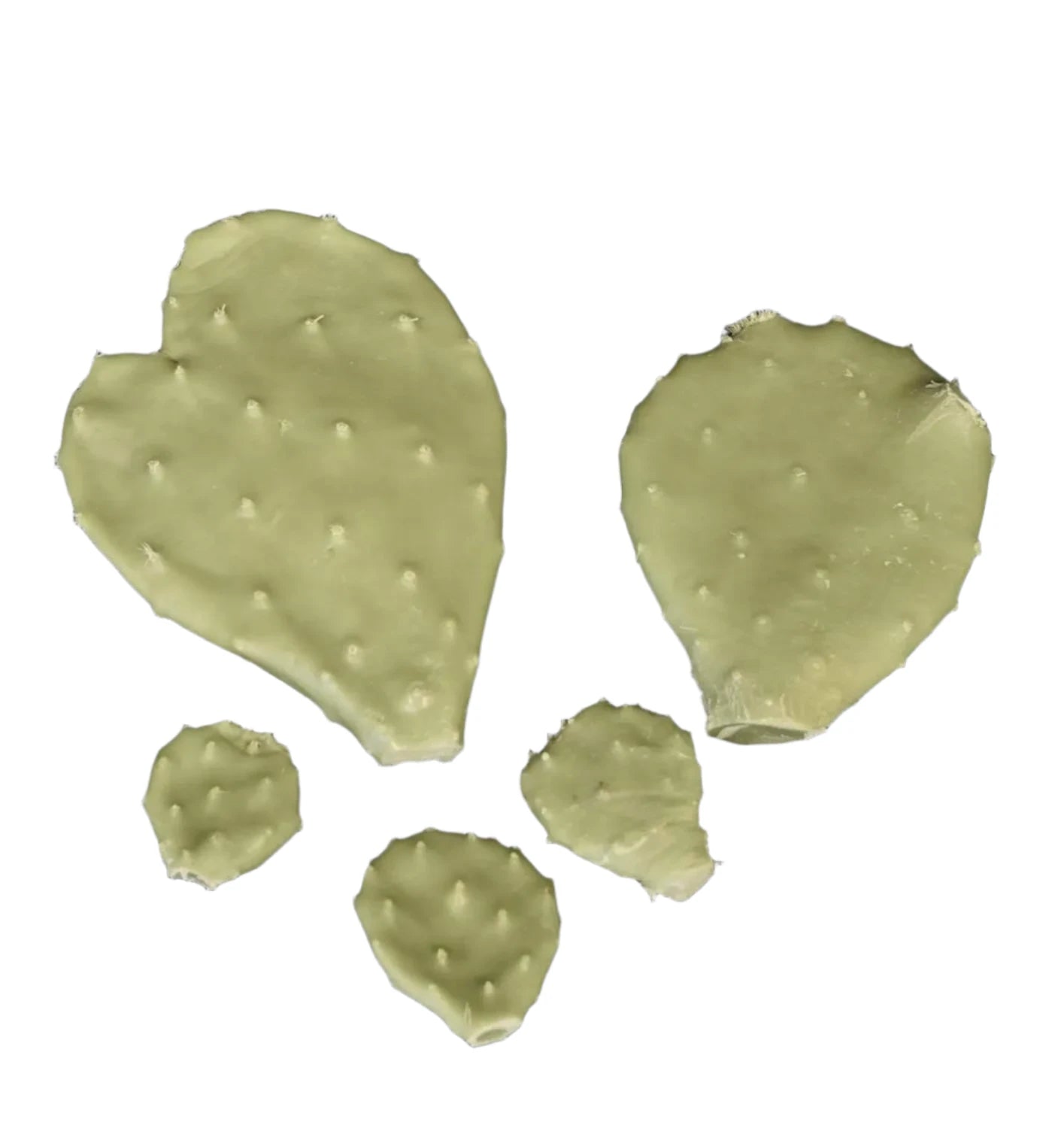 Clearance Reproduction Cactus Package